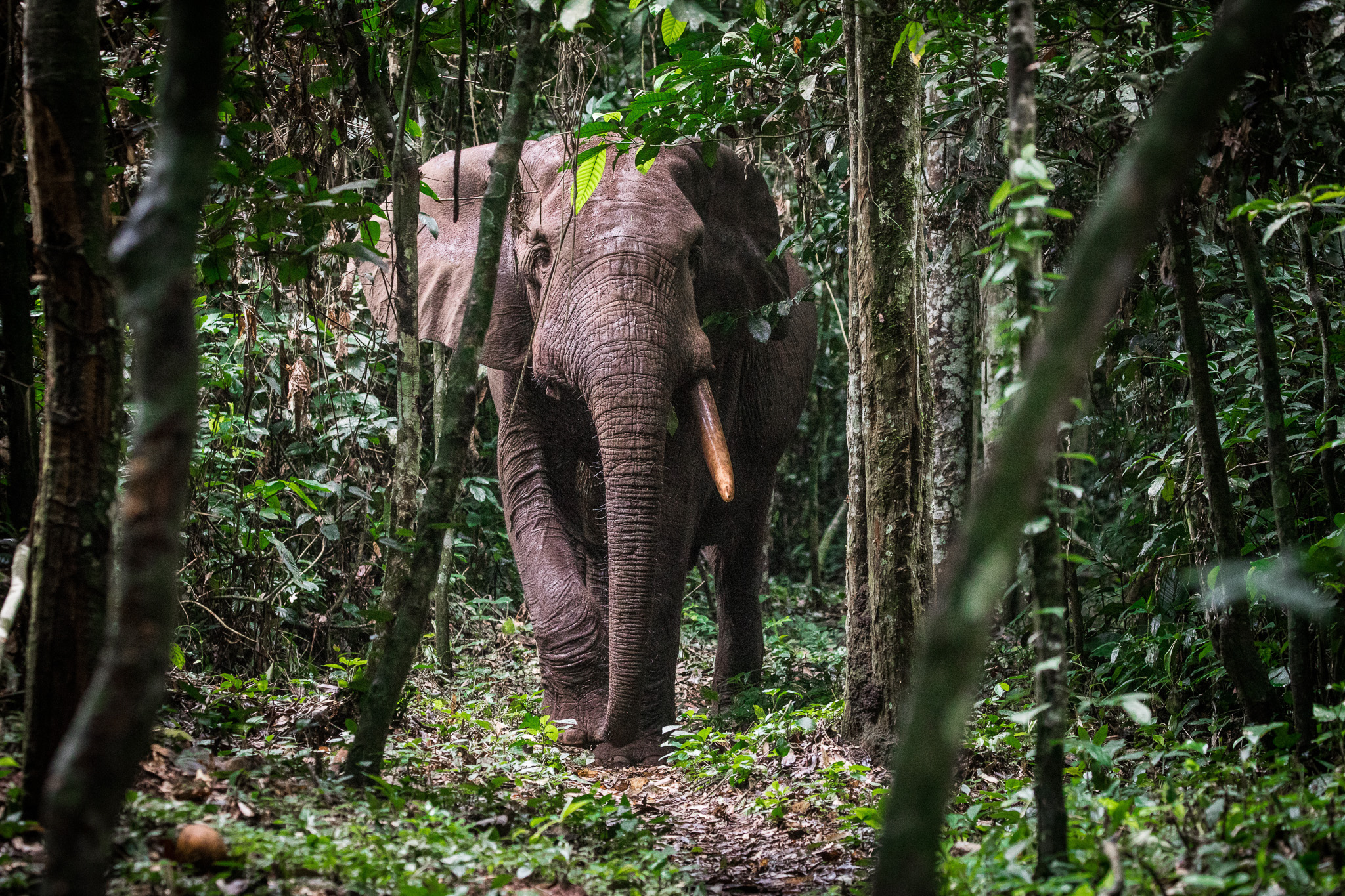 WCS | Nature's Strongholds